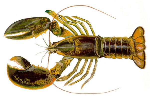 Do lobsters live in deep water?