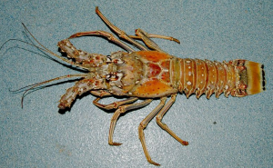 Do lobsters live in Jamaica?