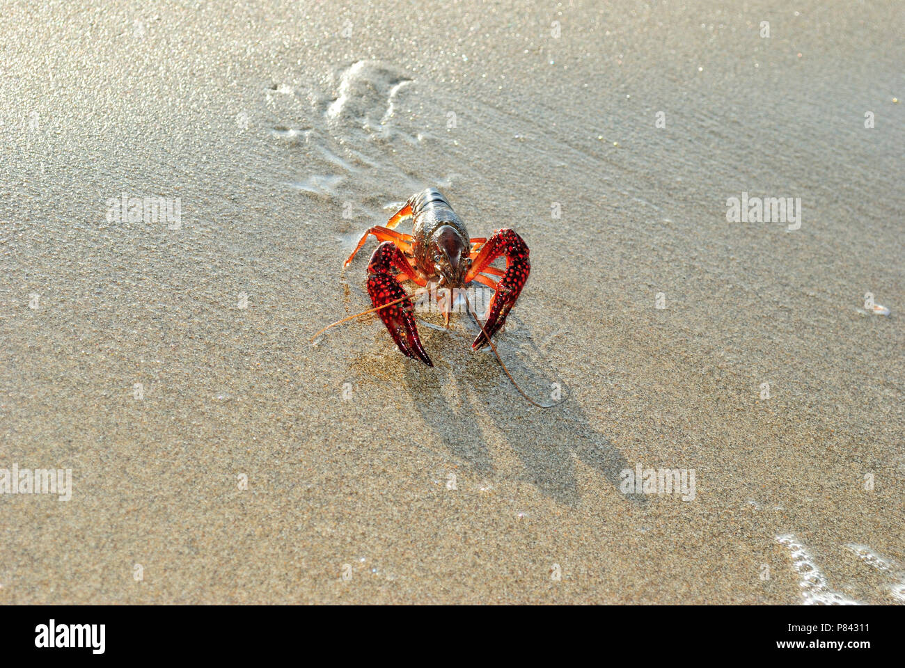 Do lobsters live in sand?