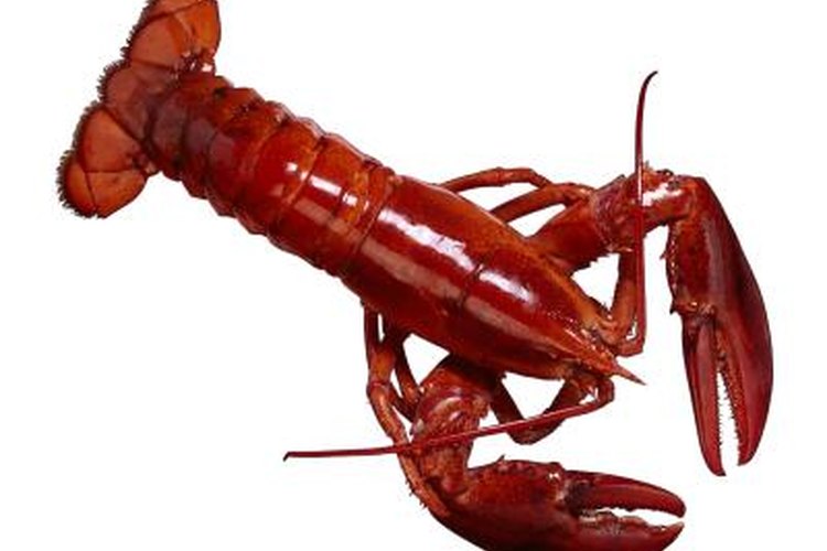 Do lobsters live in the Philippines?