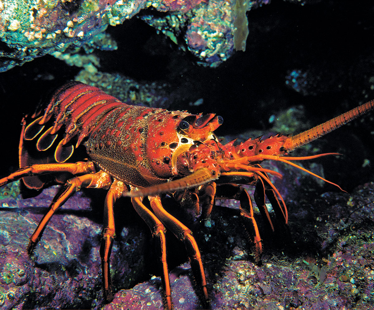 Do lobsters live in the tropics?