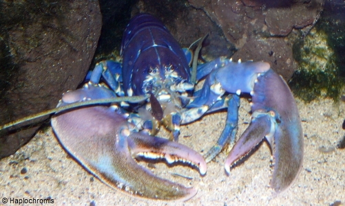 Do lobsters live in the UK?