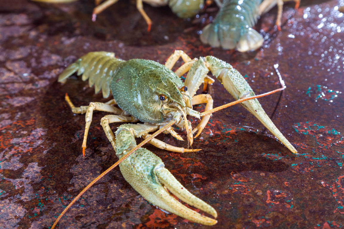 Do lobsters live on the surface or bottom?