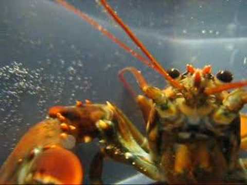 Do lobsters make sounds?