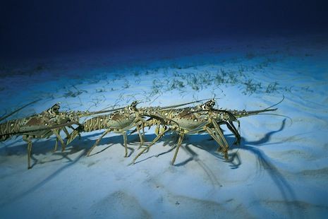 Do lobsters migrate?