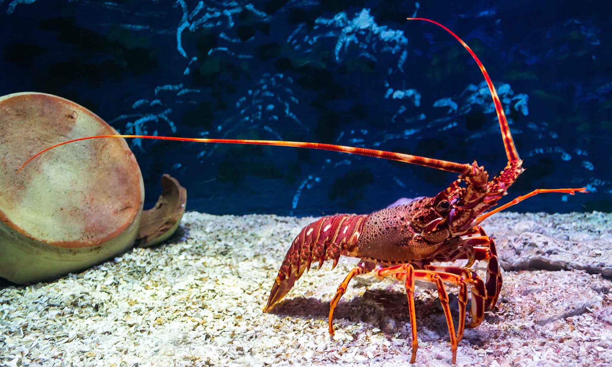 Do lobsters need to be fully submerged?