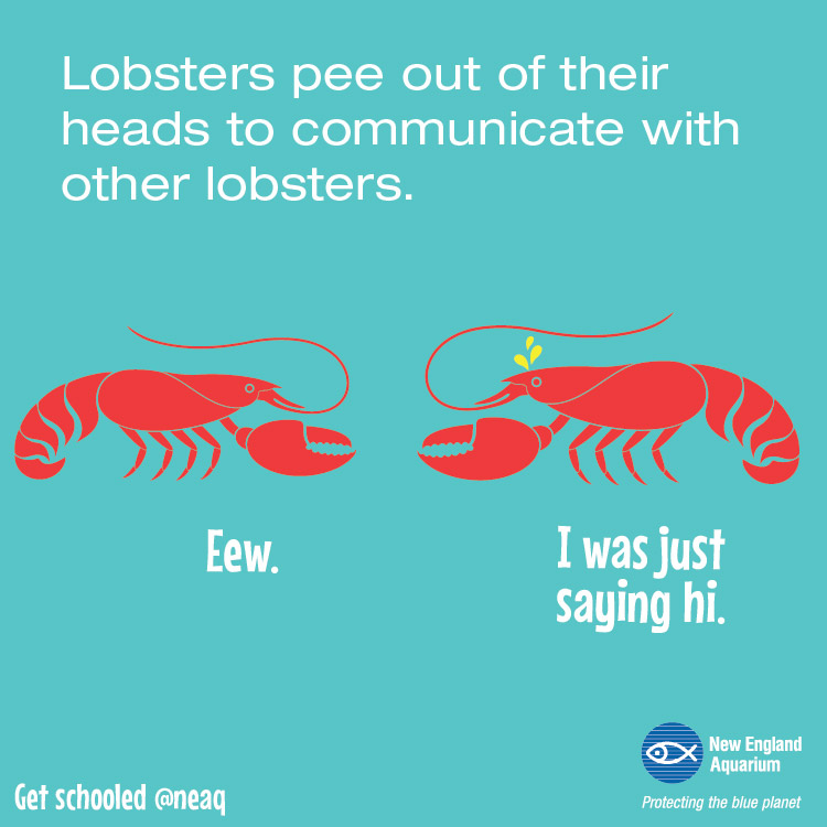 Do lobsters pee out of their faces?