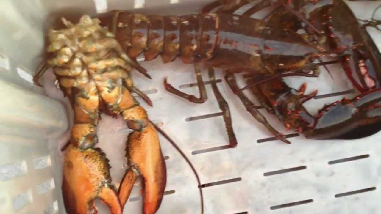 Do lobsters shed their shells to grow?