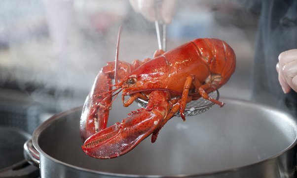 Do lobsters taste better boiled alive?