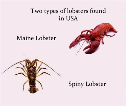 Do lobsters taste like shrimp?