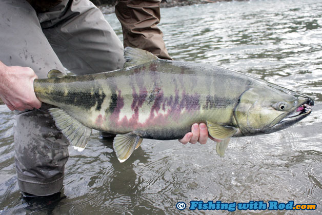 Do male or female salmon taste better?