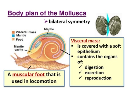 Do mollusks have 3 tissue layers?