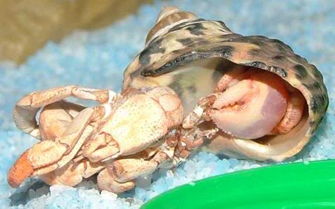 Do molting crabs look dead?