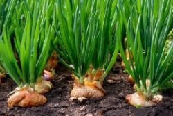 Do onions grow everywhere?