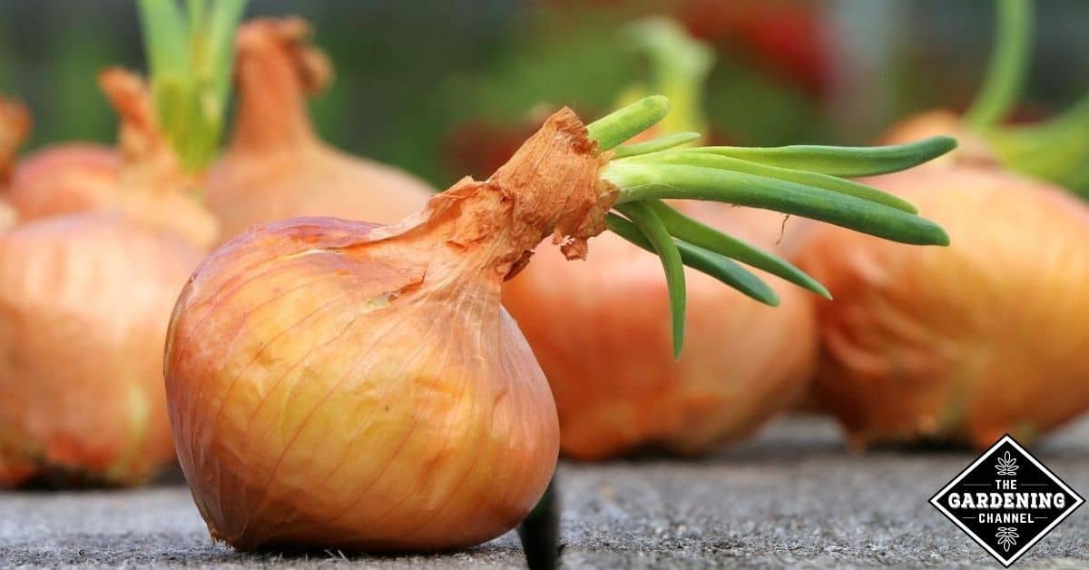 Do onions grow from bulbs?
