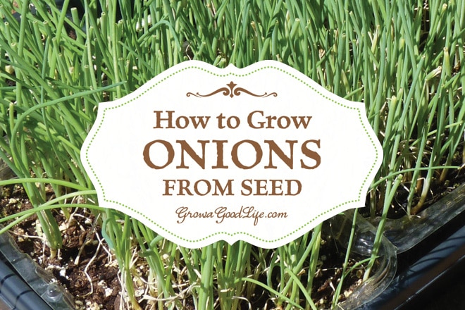 Do onions start as seeds?