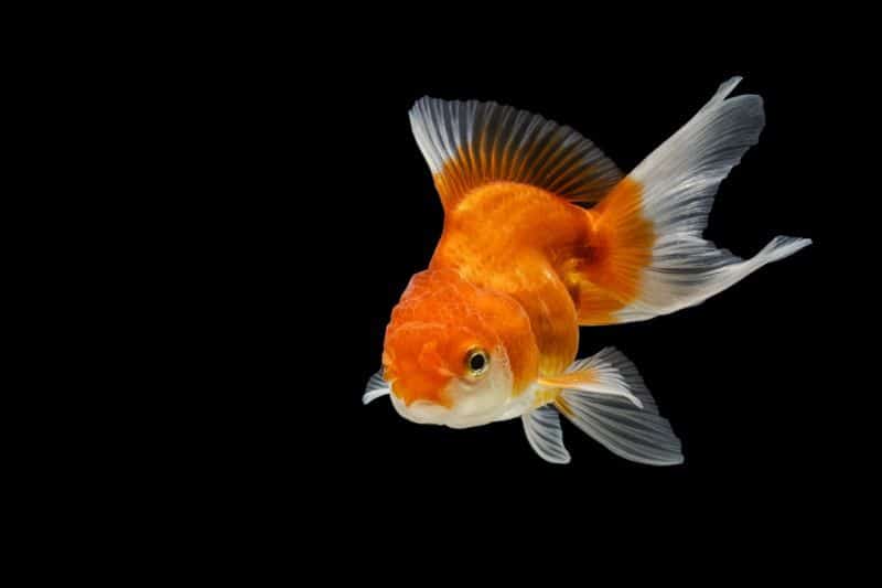 Do oranda goldfish like to be touched?