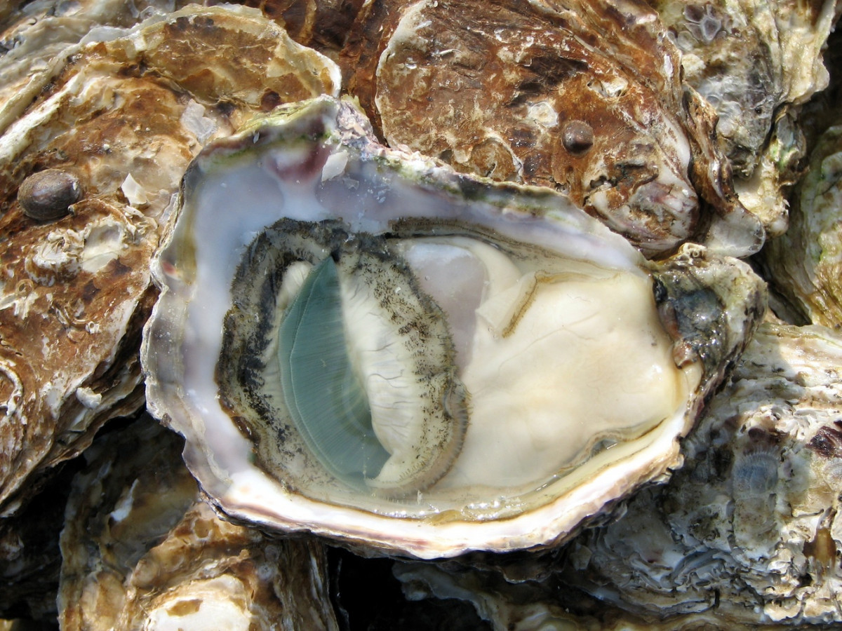 Do oysters feel pain when opened?