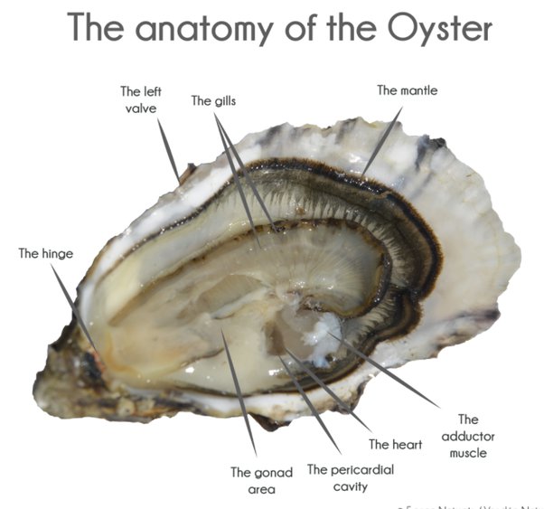 Do oysters move when they are alive?