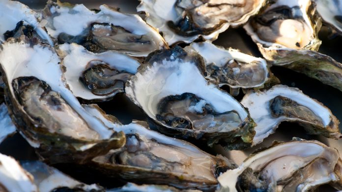 Do oysters need oxygen to survive?