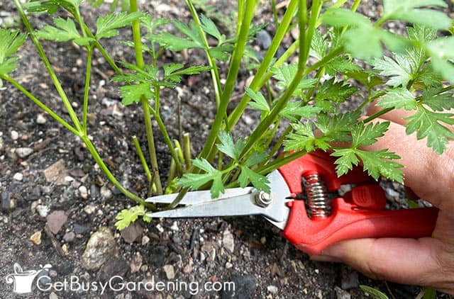 Do parsley plants regrow?