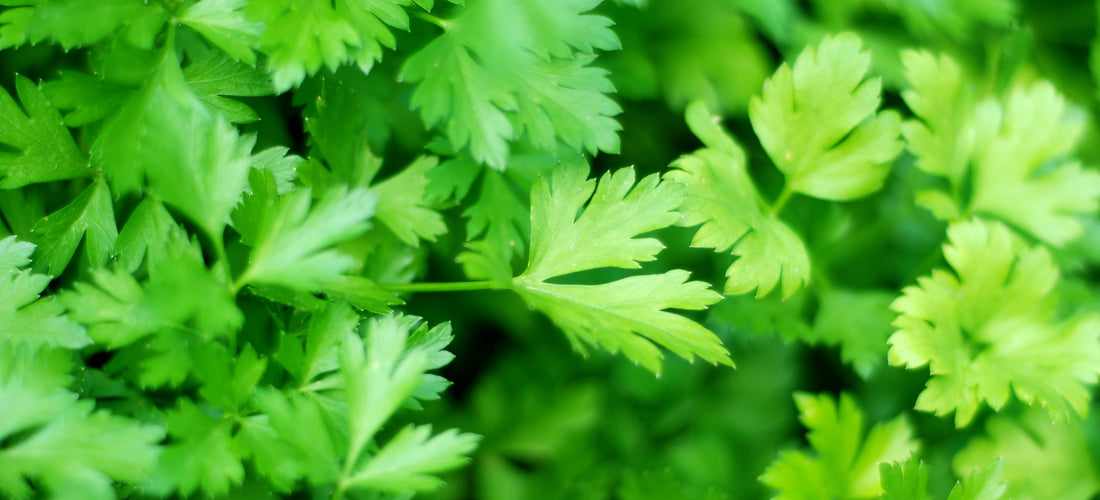 Do parsley seeds need cold stratification?