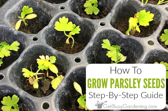 Do parsley seeds need darkness to germinate?