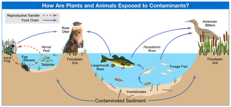 Do PCBs occur naturally in fish?