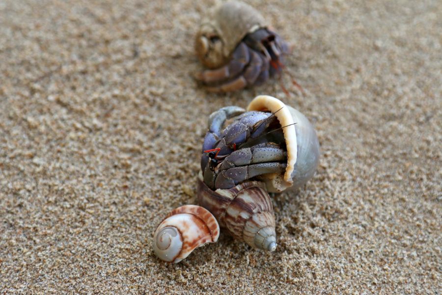 Do pet hermit crabs kill each other?