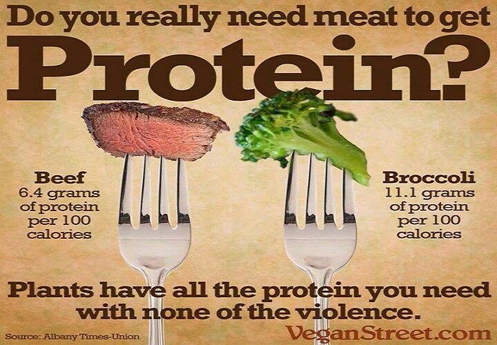Do plants give more protein than meat?