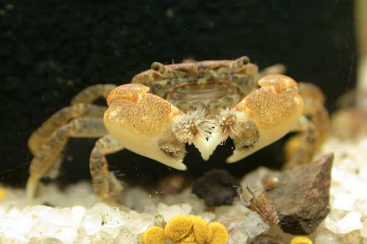 Do pom pom crabs need land?