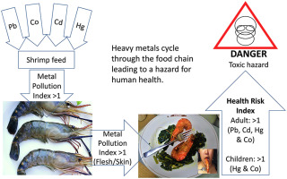 Do prawns contain heavy metals?