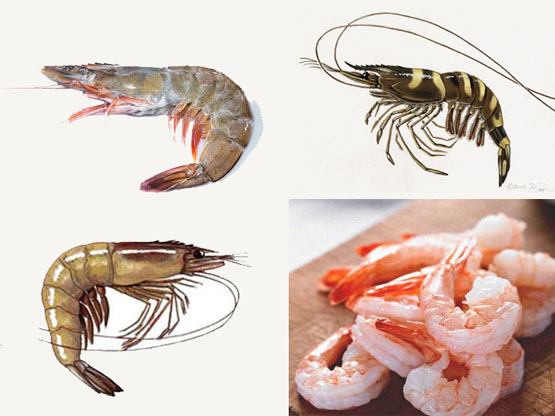 Do prawns have a hard shell?