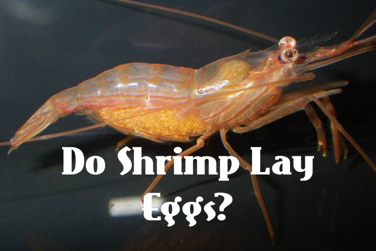 Do prawns lay eggs?