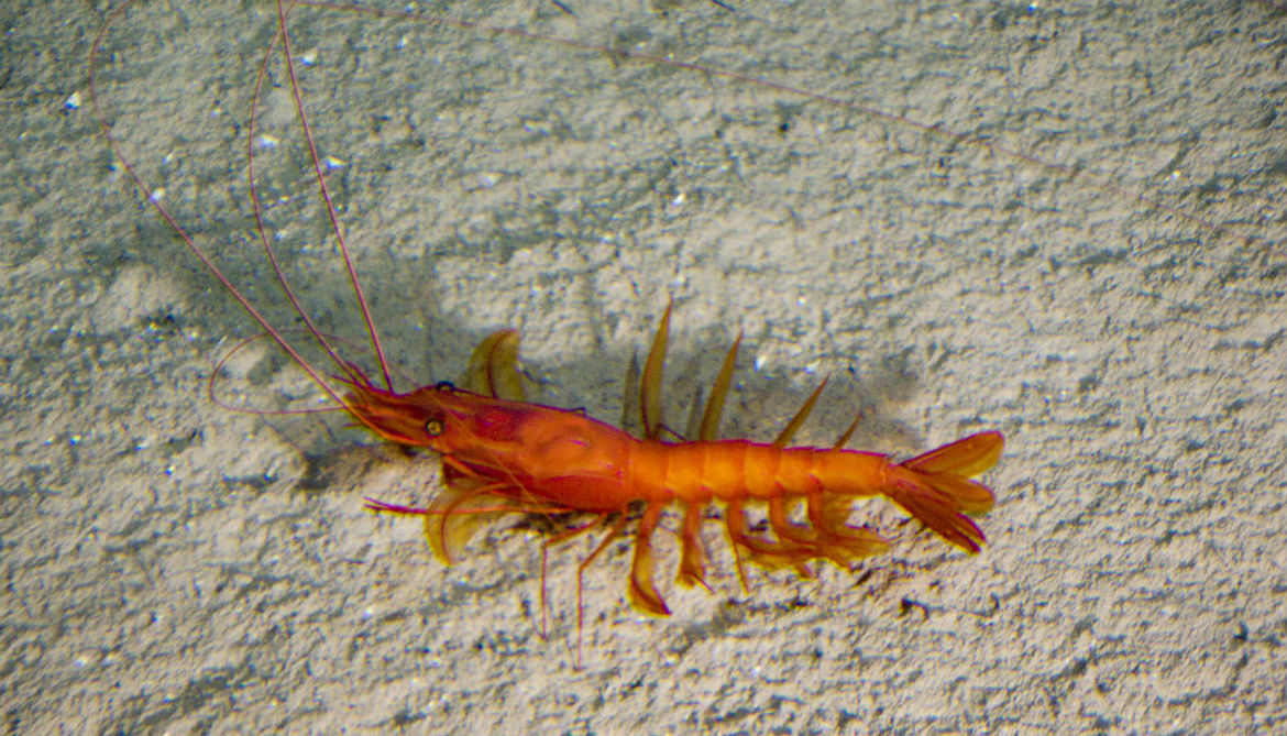 Do prawns live in deep water?