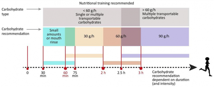 Do protein and carbohydrates improve athletic performance?