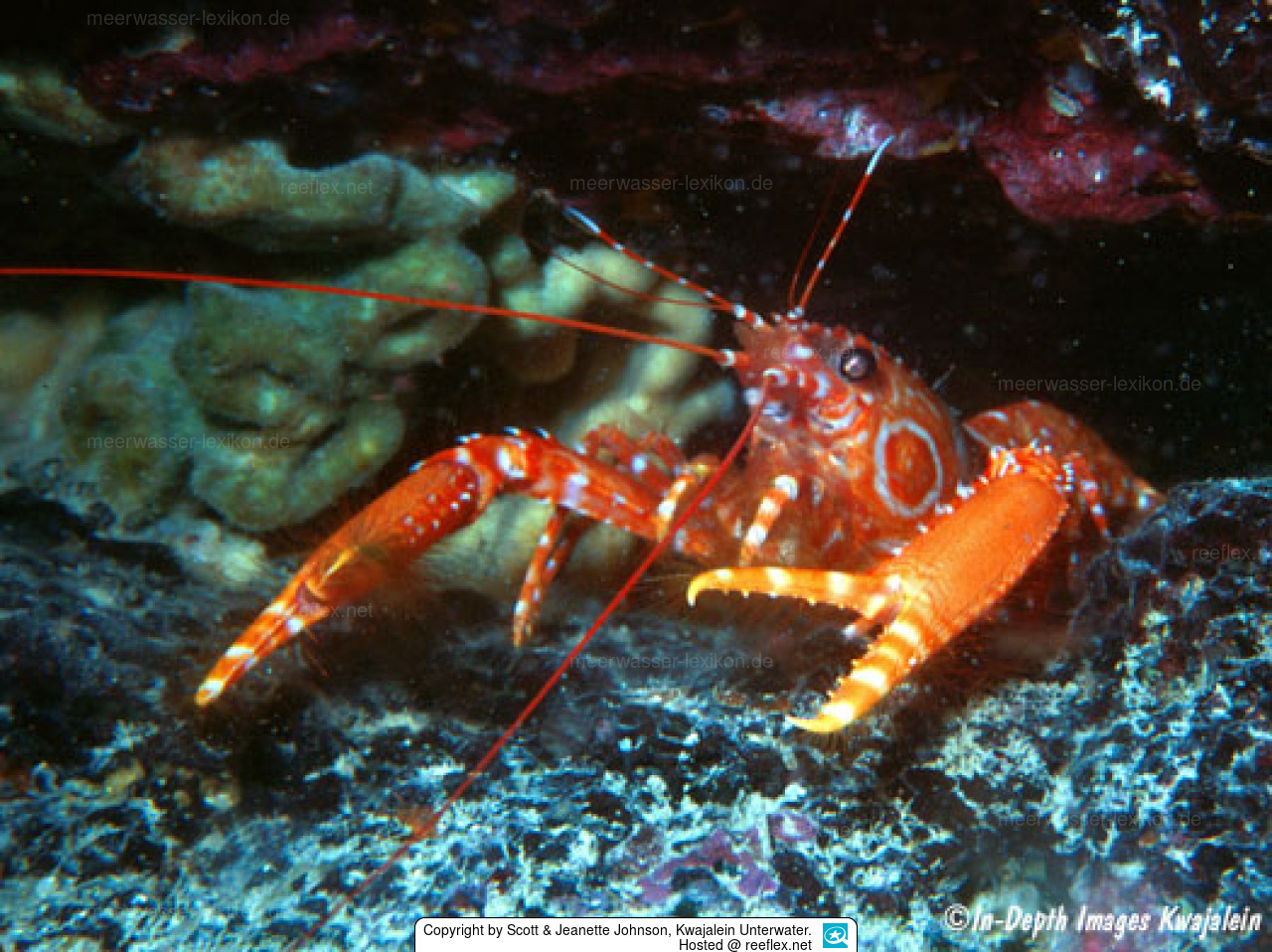 Do Reef Lobsters eat algae?