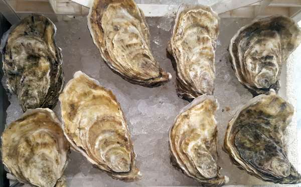Do restaurants keep oysters alive on Ice?