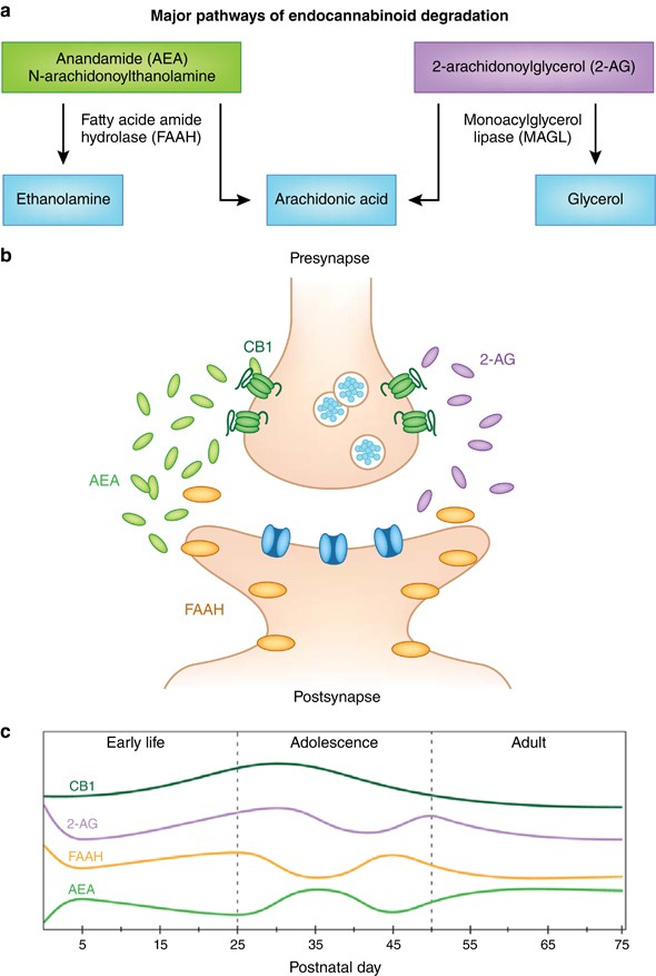 Do rodents have an endocannabinoid system?