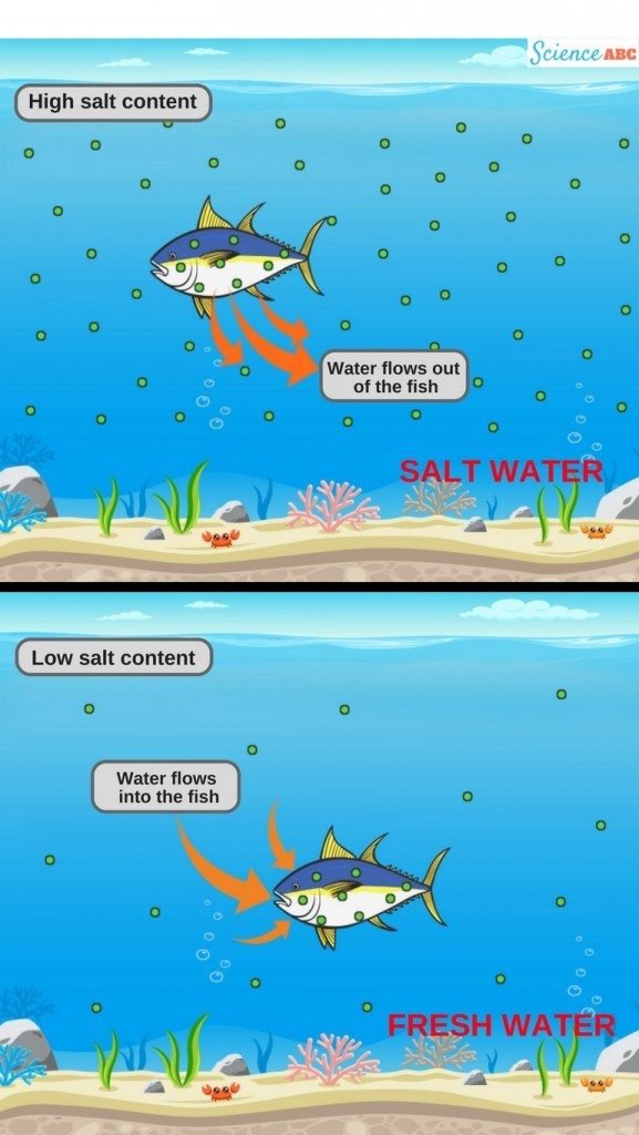 Do saltwater fish explode in freshwater?