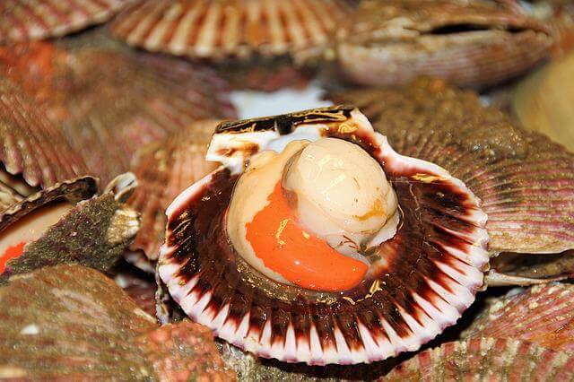 Do scallops clams feel pain?