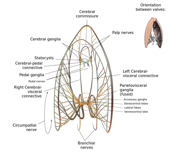 Do scallops have a nervous system?