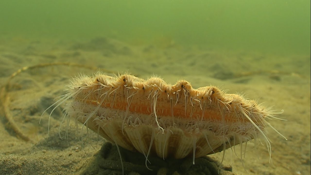 Do scallops live underwater?