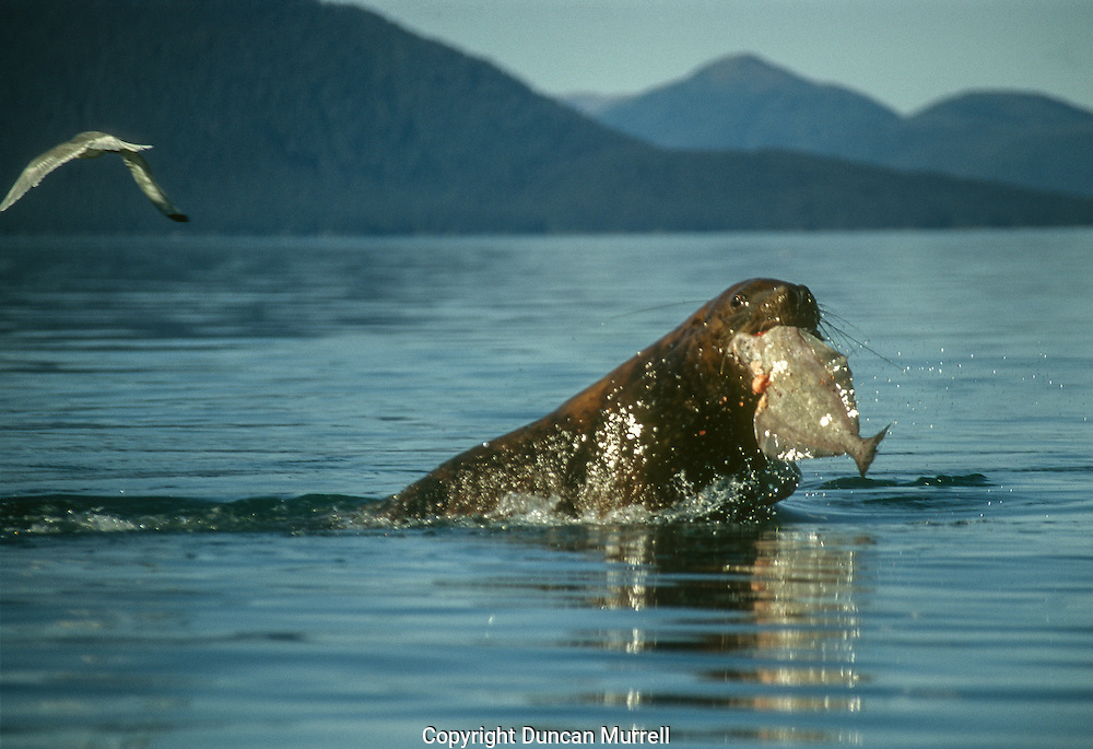 Do sea lions eat halibut?