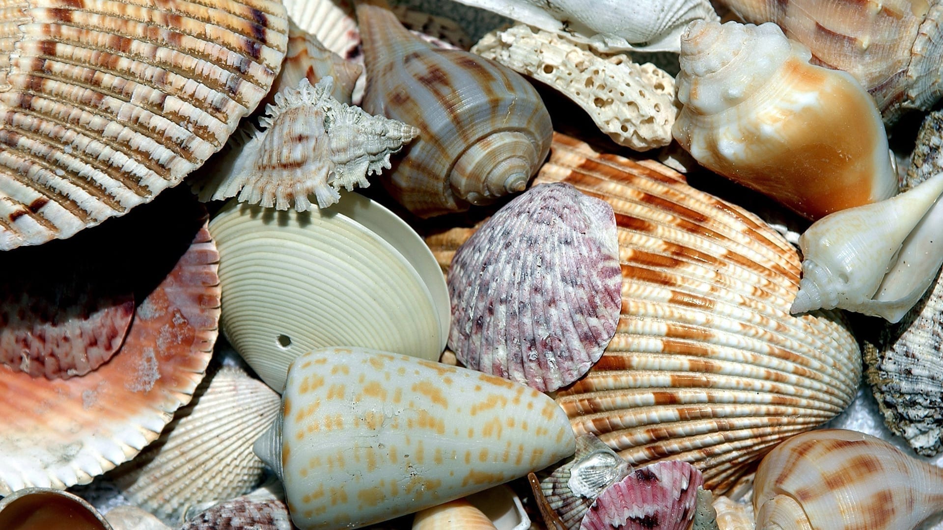 Do seashells come from ocean?