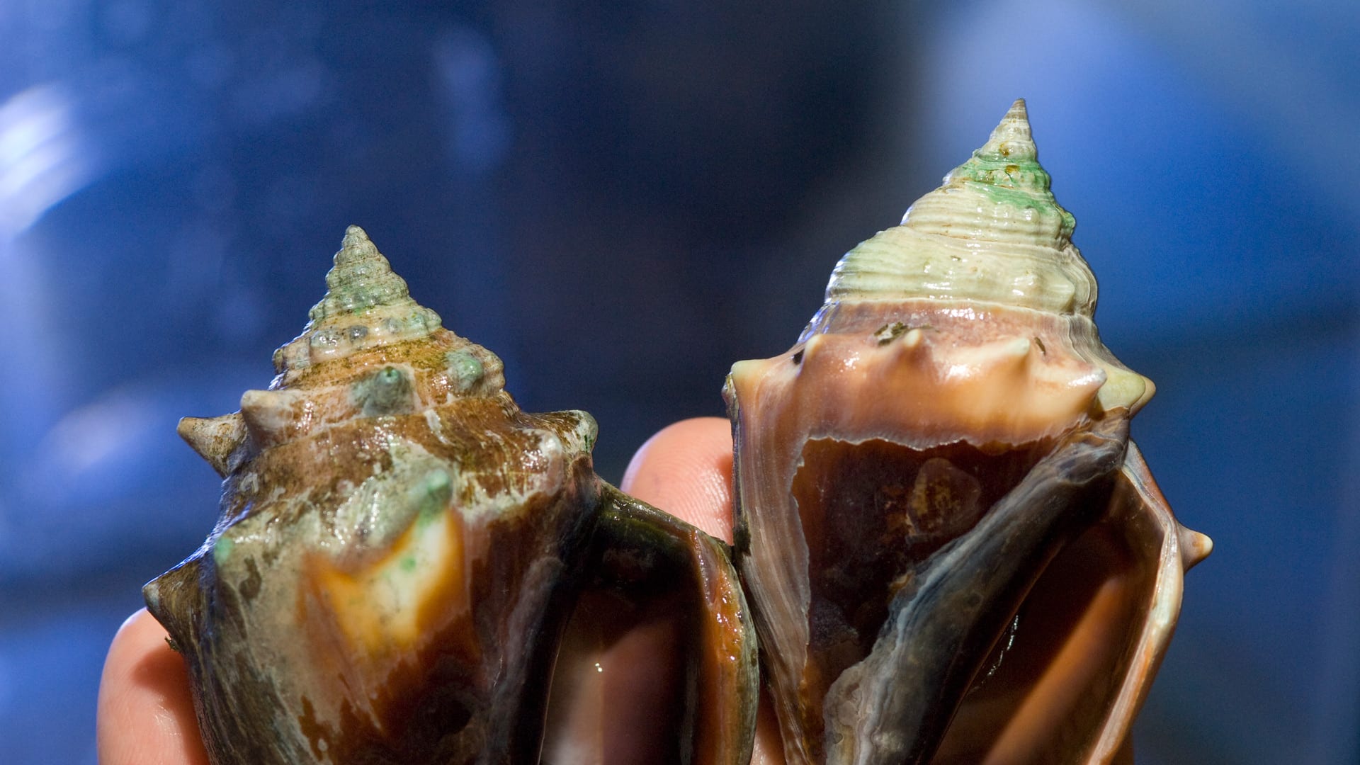 Do seashells decompose?