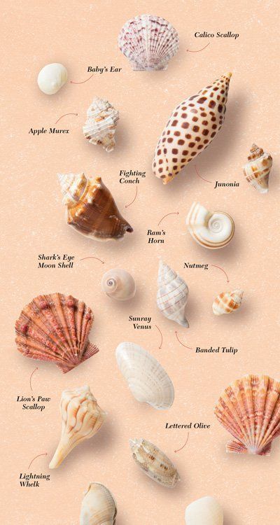 Do seashells have different names?