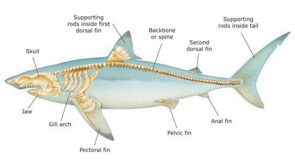 Do sharks have bones in their bodies?