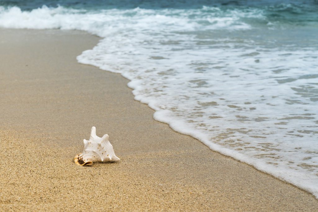 Do shells break down into sand?