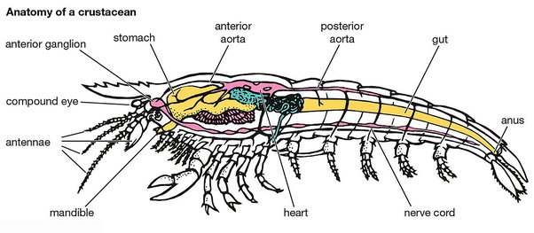 Do shrimp have a vein on top and bottom?